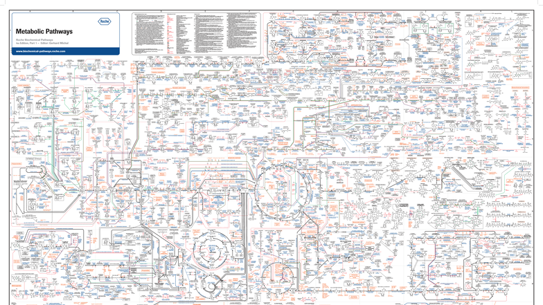 Roche Biochemical Pathways 4th Ed: Complete Metabolic Map - Studocu