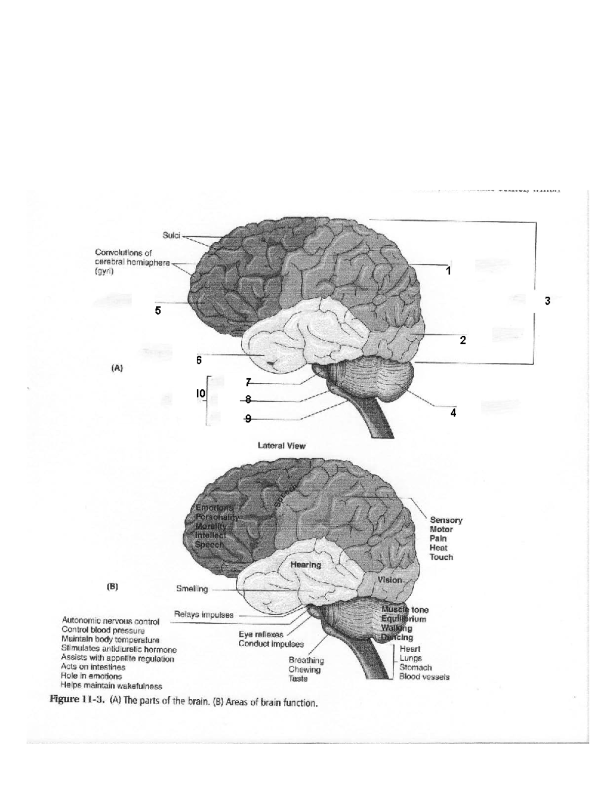 AP Nervous System: Brain, Cranial Nerves & Autonomic Functions - Studocu