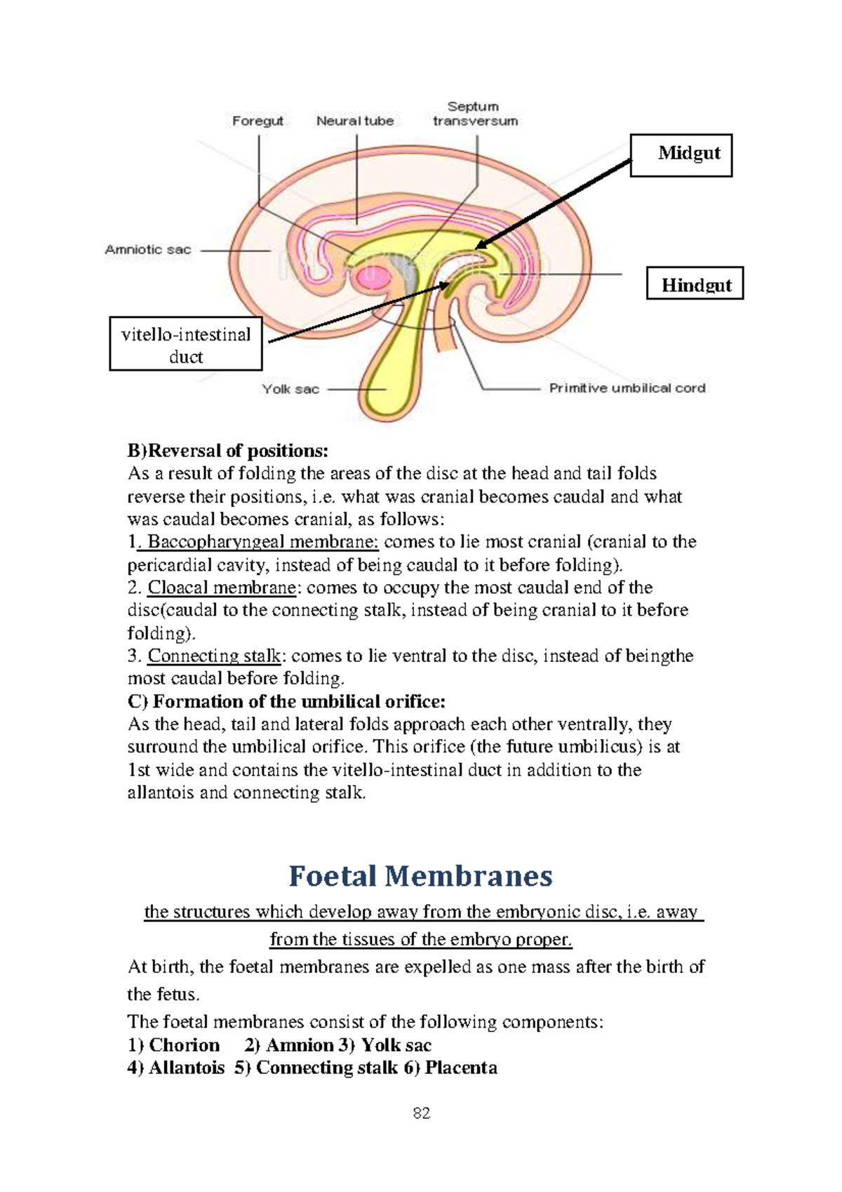 Fetal membranes - B)Reversal of positions: As a result of folding the ...