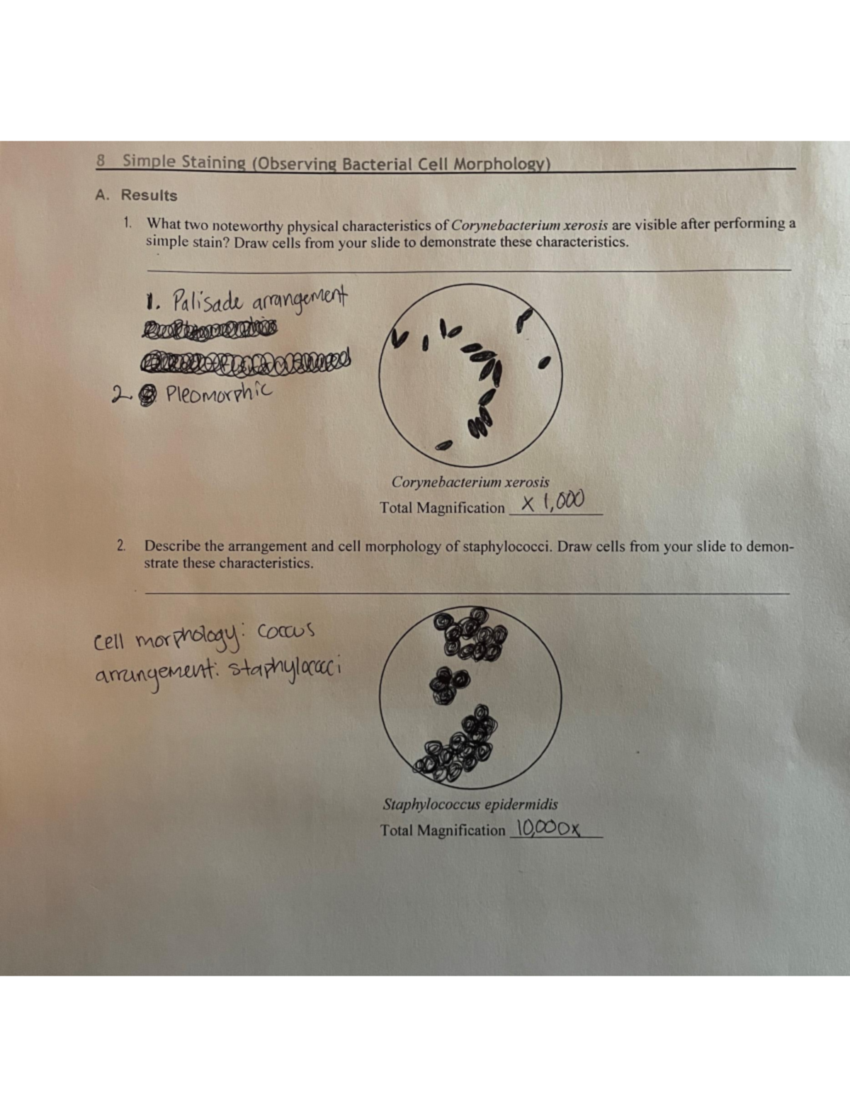 Complete Lab Report for Exercise 08: Simple Staining Analysis - Studocu