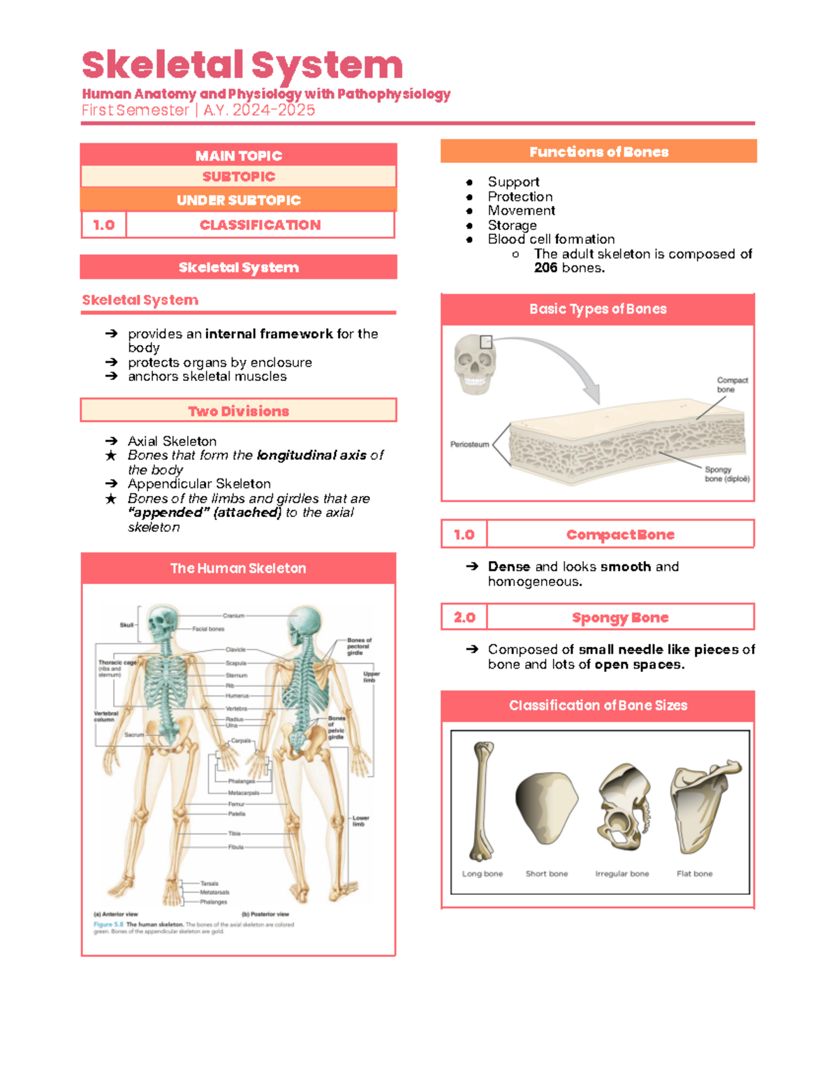 Skeletal System Lab Notes for Human Anatomy (A. 2024 - 2025) - Studocu