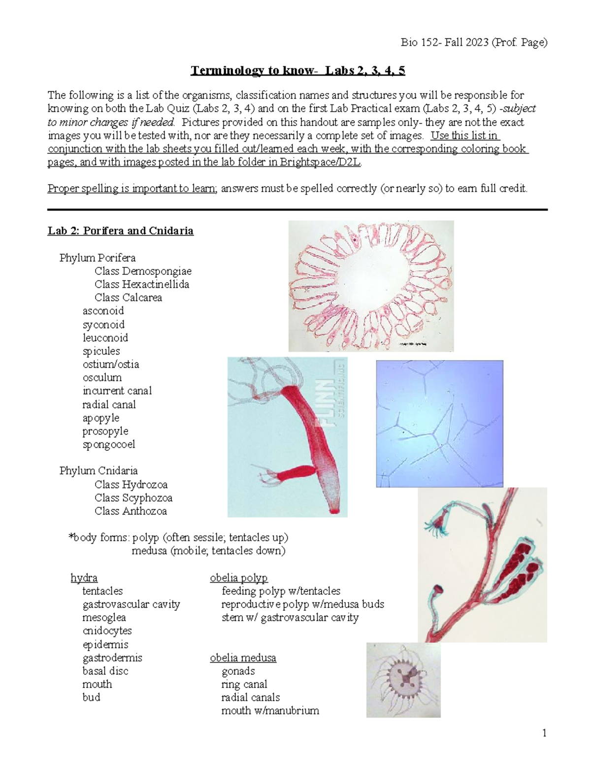 Bio 152 Lab Notes: Invertebrate & Chordate Dissections (Fall 2023 ...