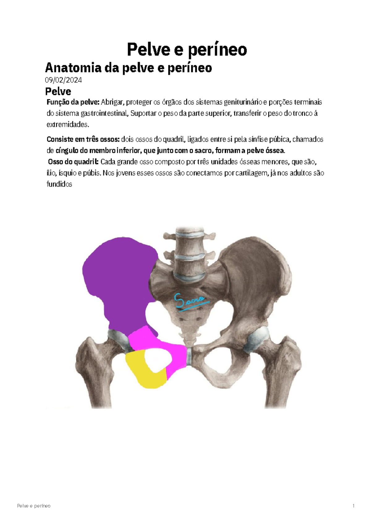 Anatomia da Pelve e Períneo - Resumo (Curso: Anatomia) - Studocu
