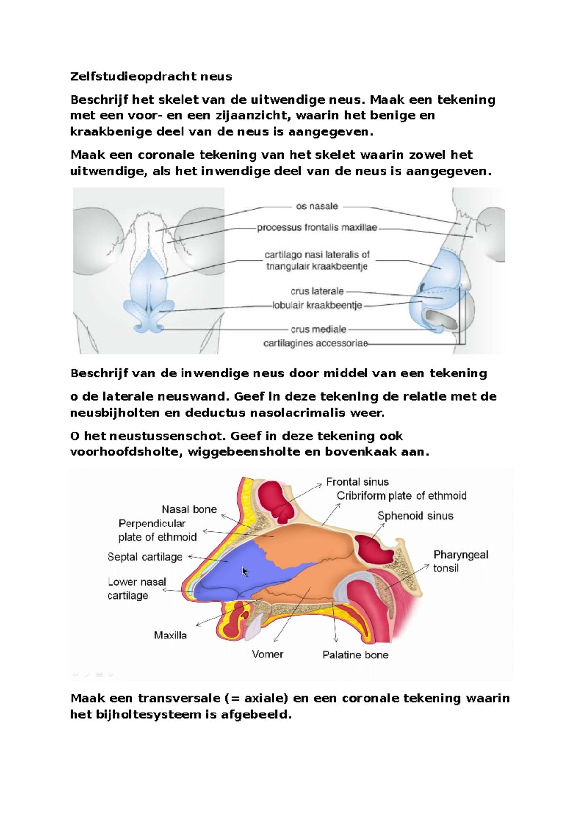 Zelfstudieopdracht Neus: Anatomie, Functies en Rhinitis Fases - Studeersnel