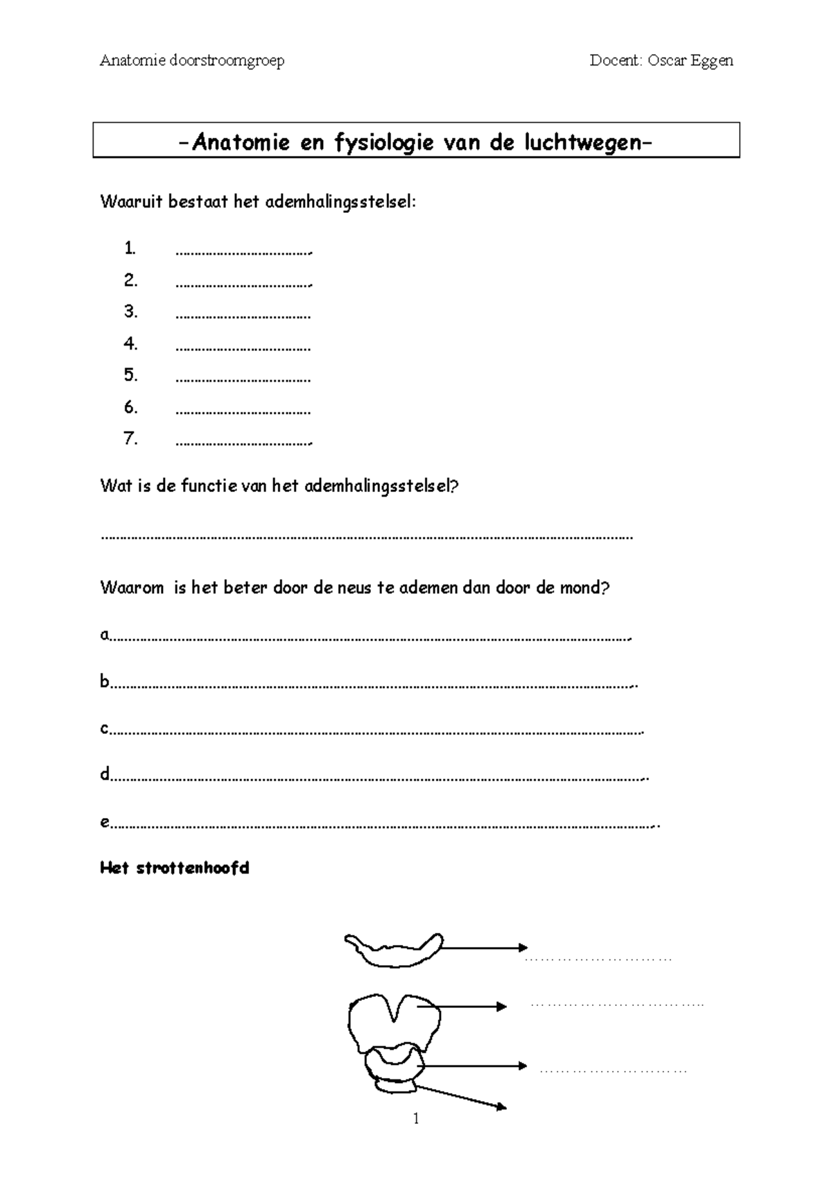 Anatomie en Fysiologie van de Luchtwegen: Overzicht en Functies ...