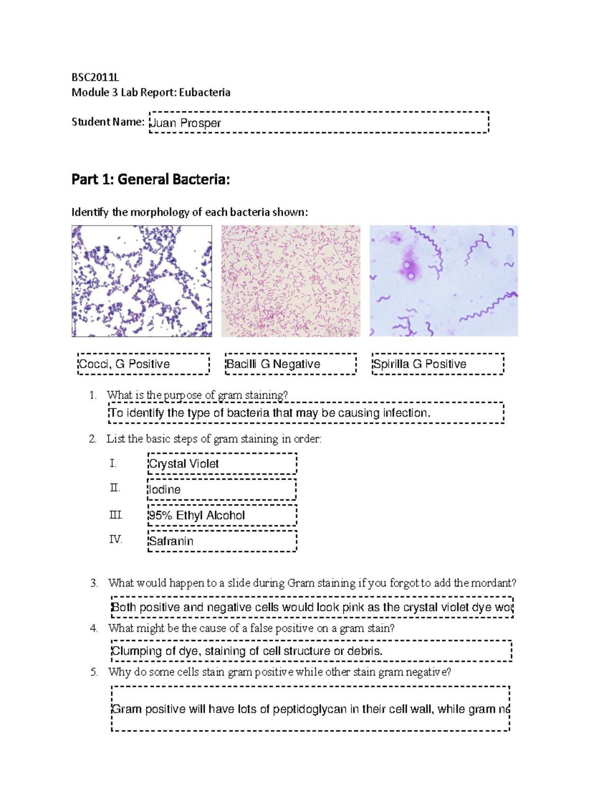 BSC2011 L Module 3 Lab Report: Eubacteria and Microbial Growth - Studocu
