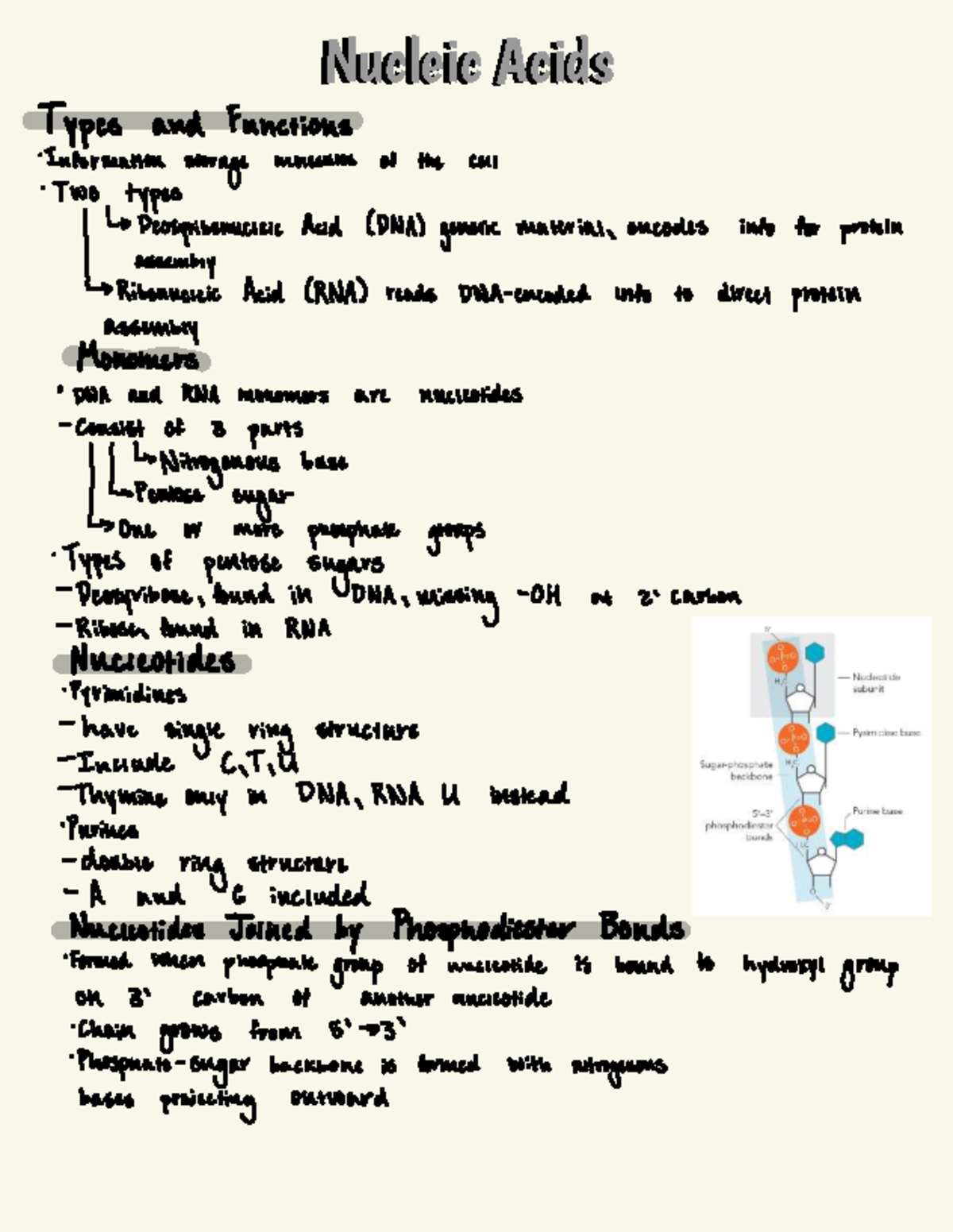 Understanding Nucleic Acids: Structures and Functions (Biology 101 ...