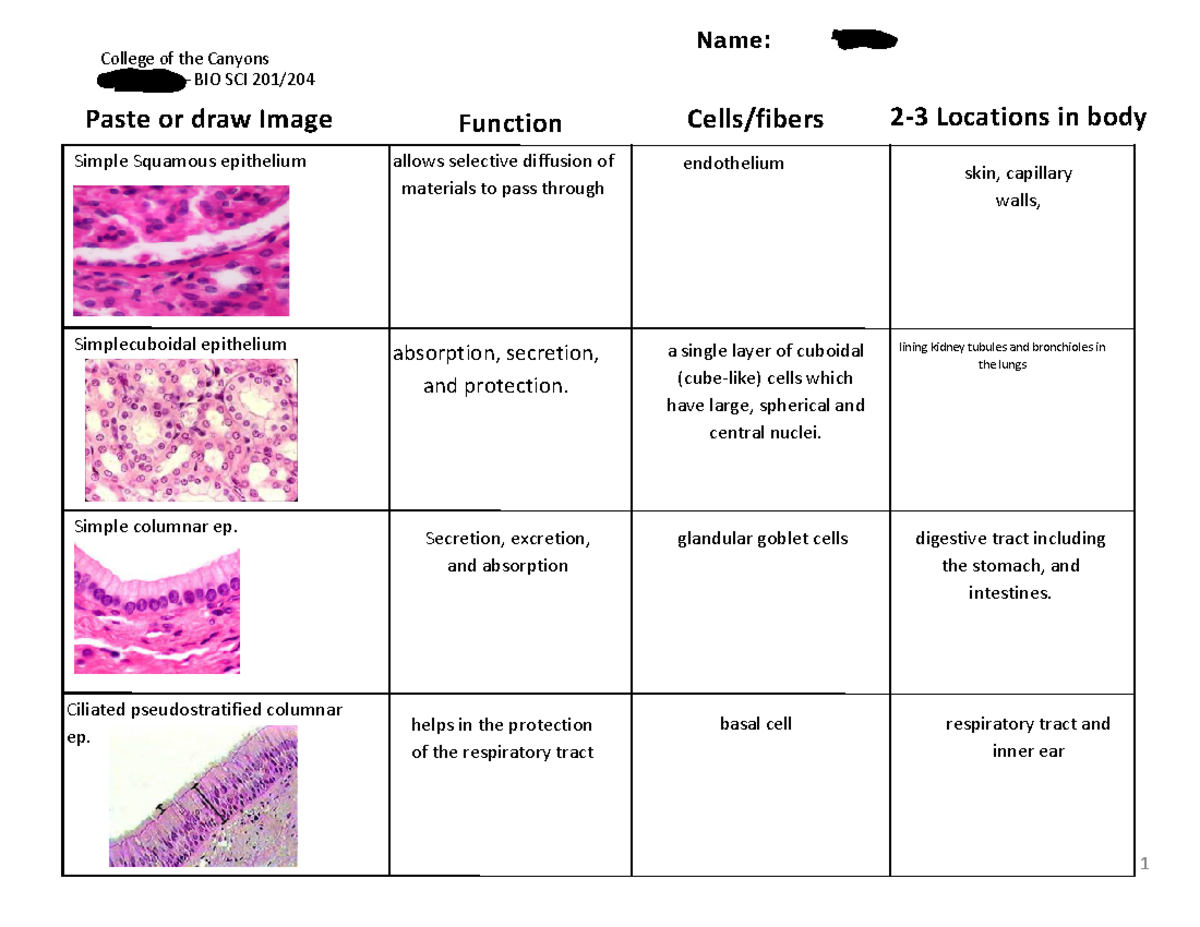 BIO 201-204 Histology Lab Worksheet - Simple columnar ep ...