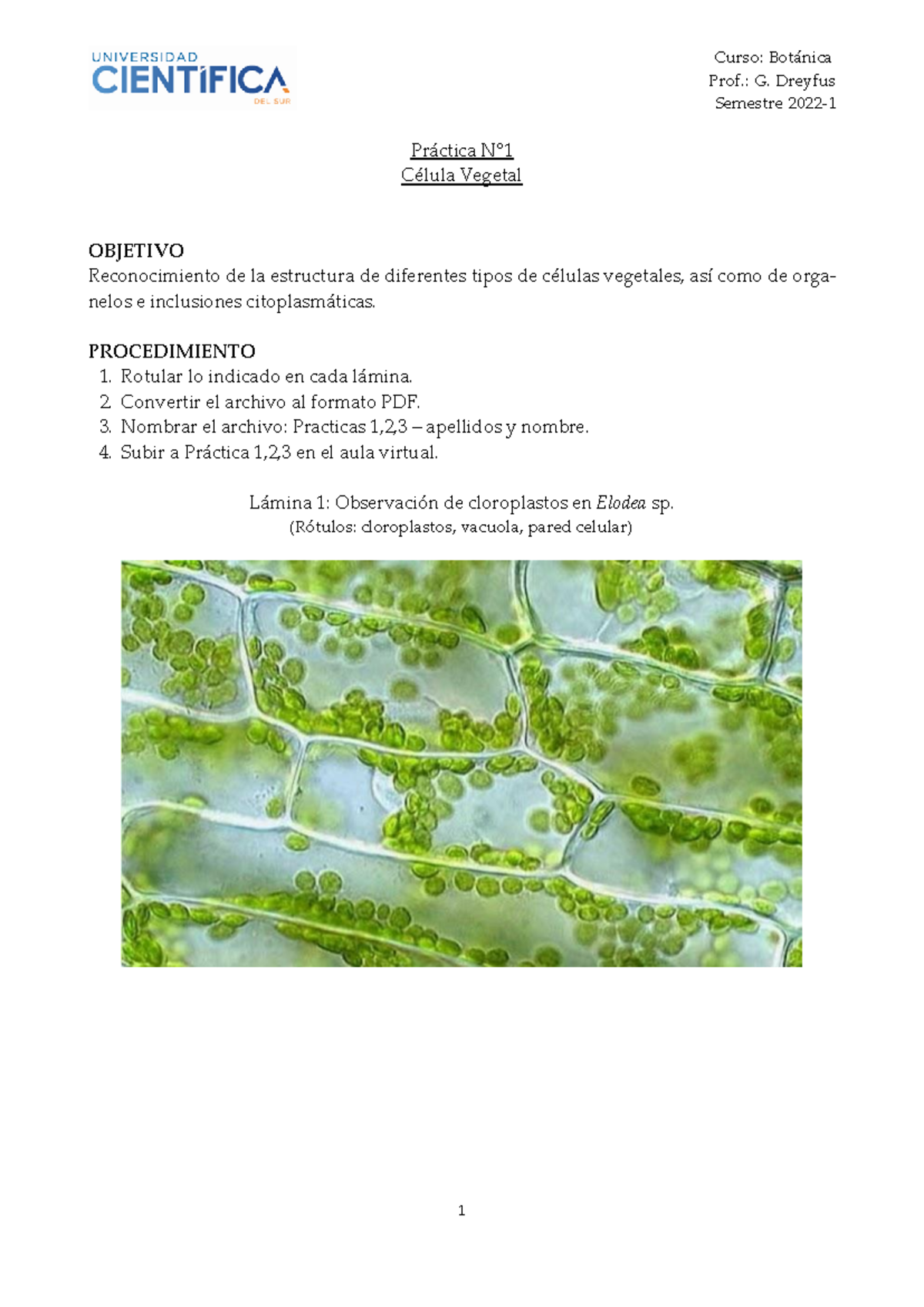 Celula Foliar Elodea 400x