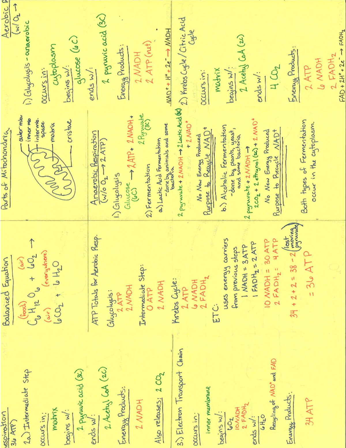 Biology 101: Aerobic and Anaerobic Respiration Overview - Studocu