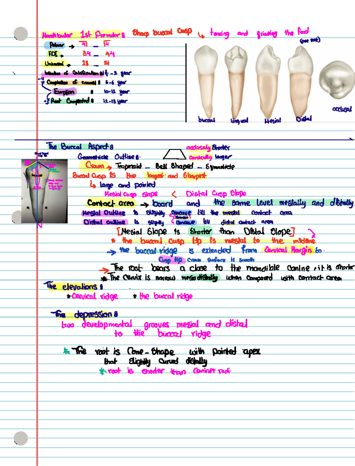 Dental Anatomy Study Notes - Mandibular 1st Premolar (Dec 2023) - Studocu