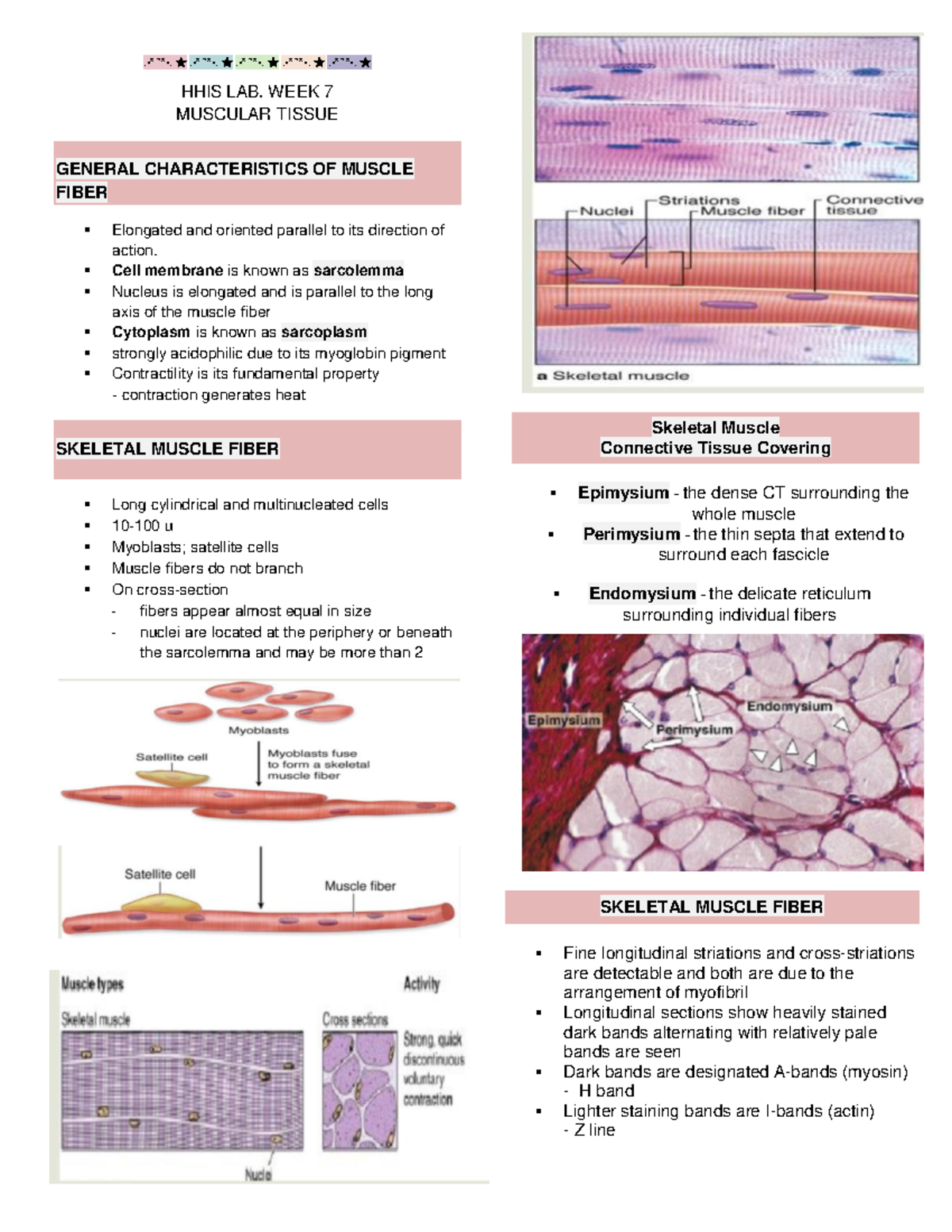 HHIS LAB - Week 7: Muscular Tissue Characteristics and Fiber Types ...