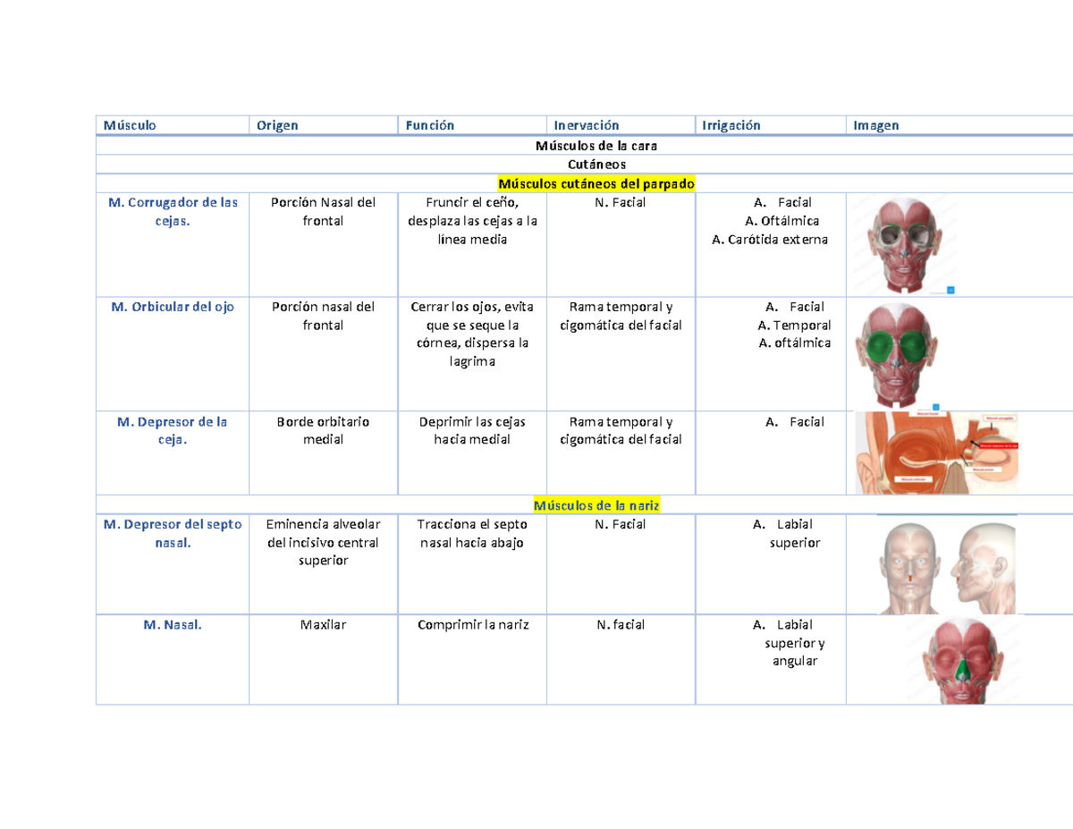 Músculos de la Cara y Cuello: Funciones e Inervación - Guía Completa - Studocu
