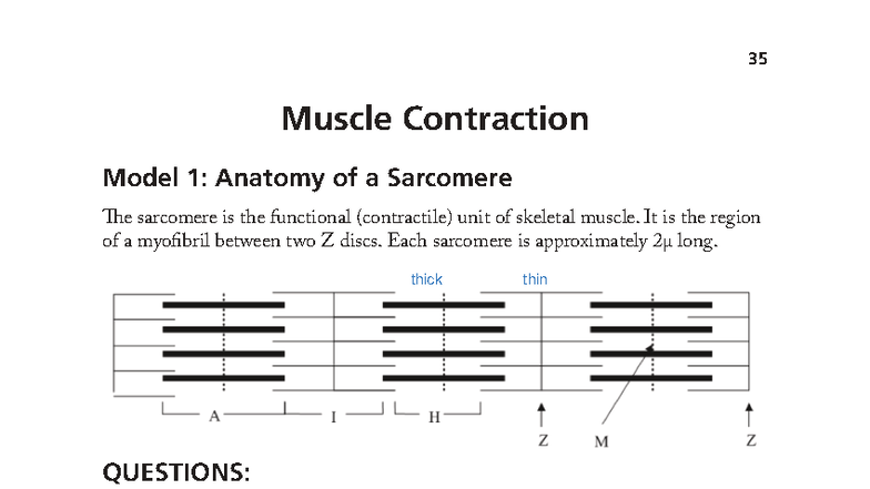 Muscle Contraction Model 1: Anatomy of a Sarcomere (Pogil) - Studocu