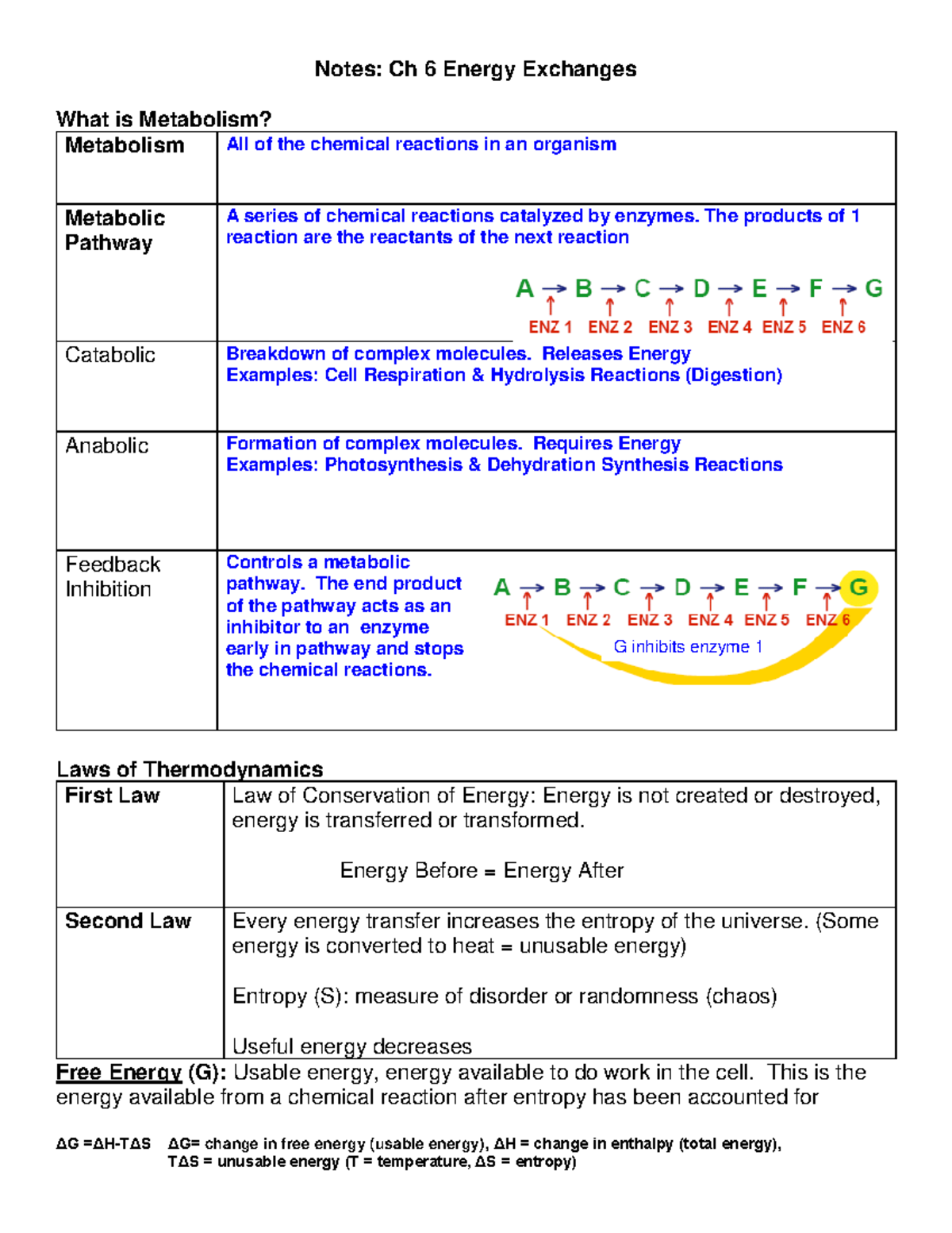 Ch 6 Energy Exchanges: Metabolism Notes Guide - Studocu
