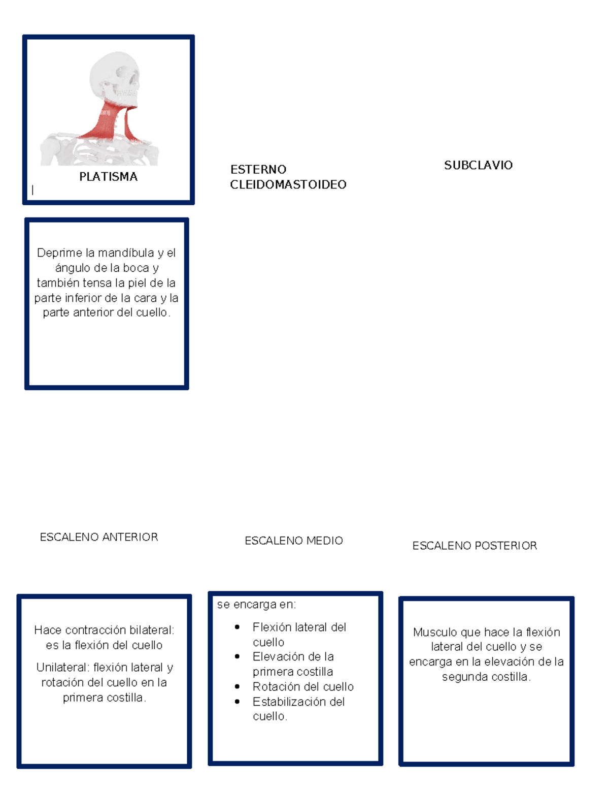 Músculos del Cuello: Funciones y Movimientos - Anatomía Básica - Studocu