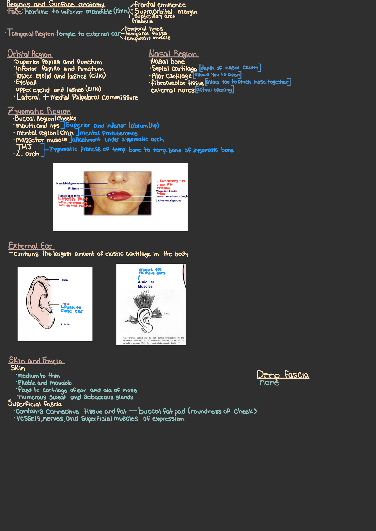 Anatomy of Face and Scalp: Detailed Overview of Regions and Structures ...