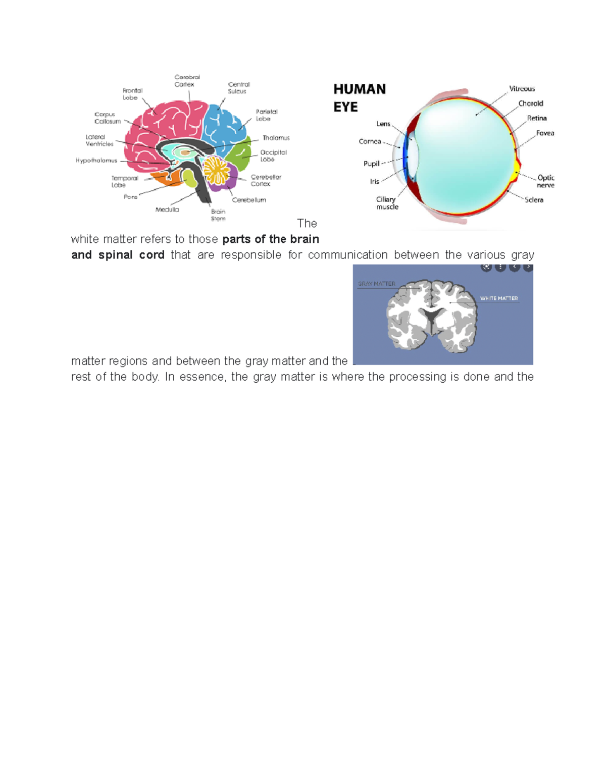 Cheat Sheet 2 - science olympiad a&p - The white matter refers to those ...