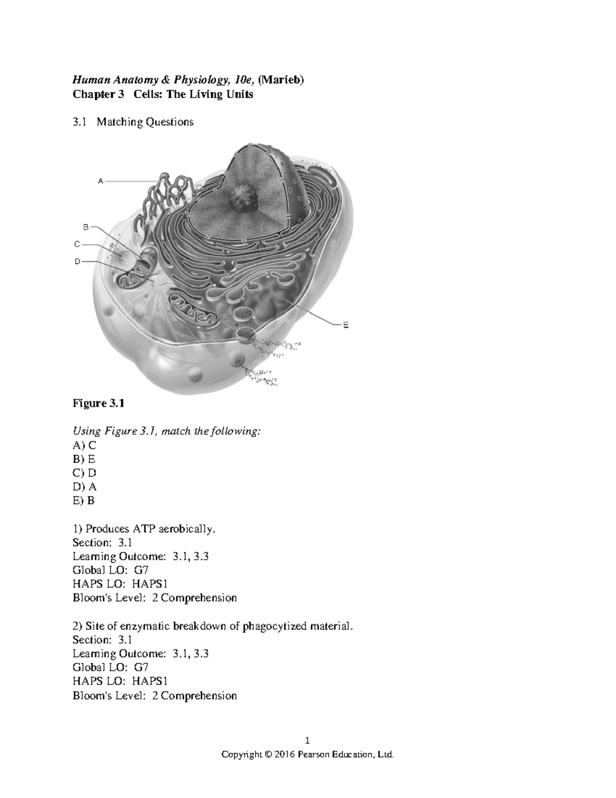 Ch 03 Test Bank - Human Anatomy & Physiology Practice Exam - Studocu