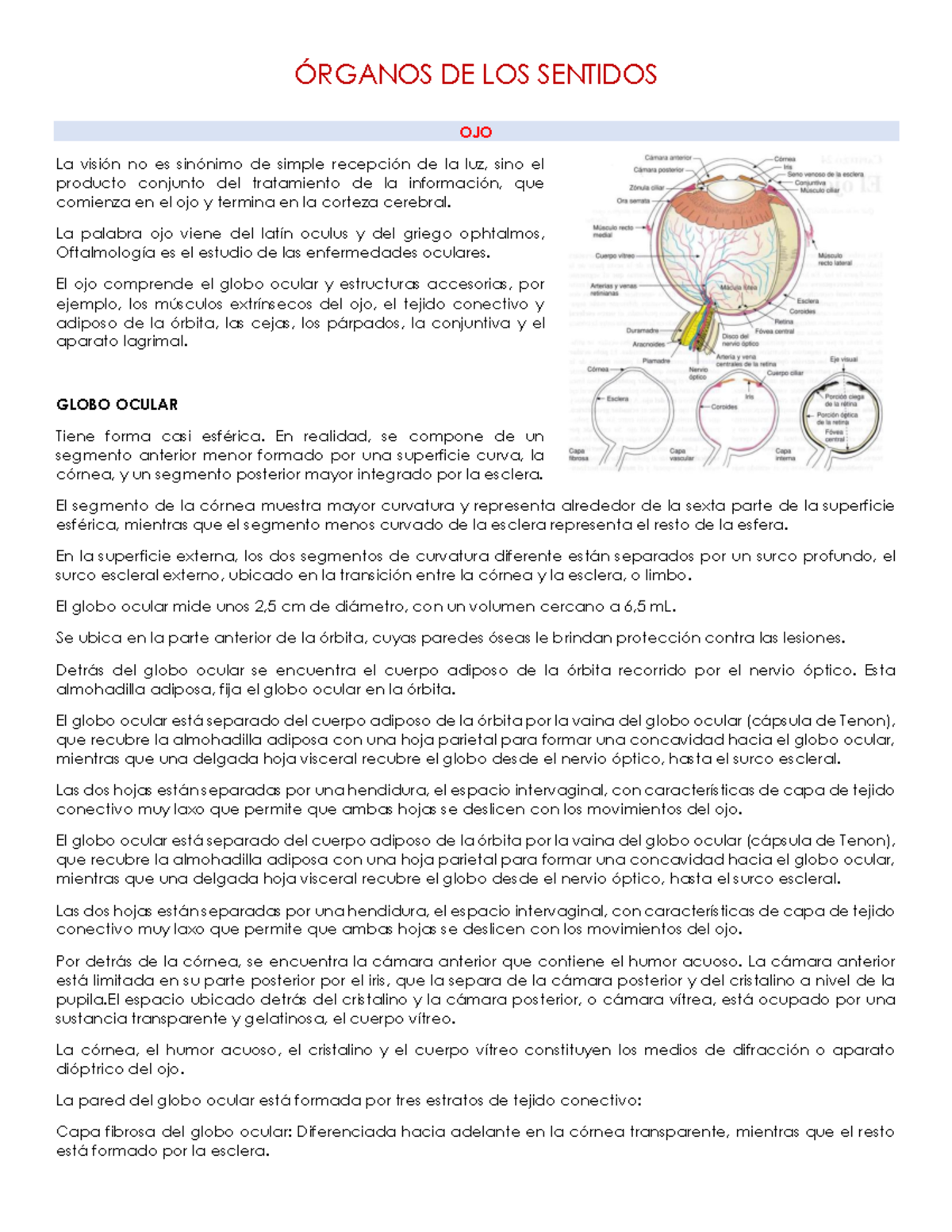 Órganos de los sentidos - ÓRGANOS DE LOS SENTIDOS OJO La visión no es ...