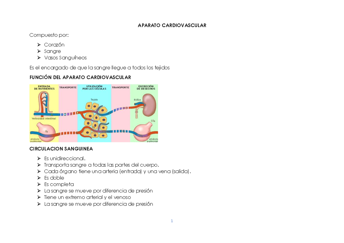 APARATO CARDIOVASCULAR: Funciones y Estructura Detallada - Studocu