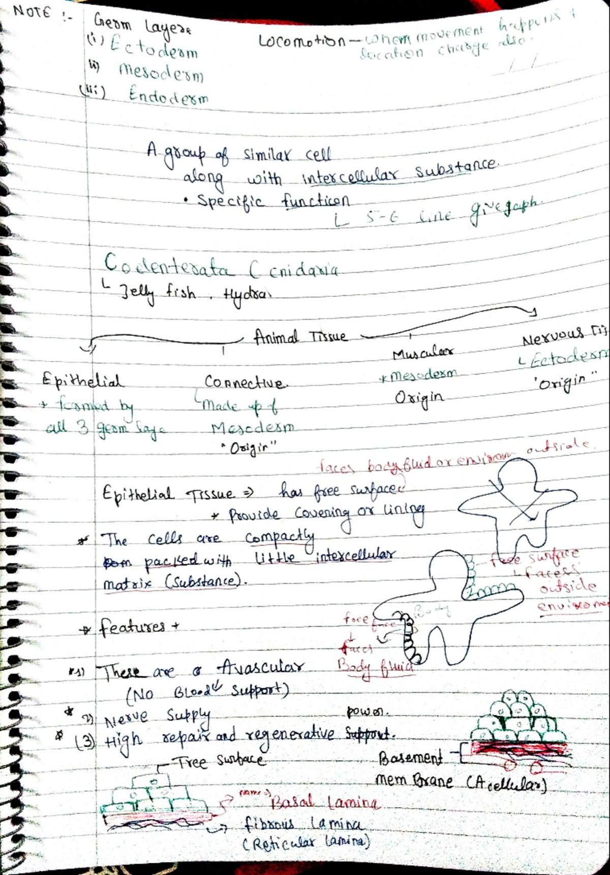 Biology 101: Germ Layers and Epithelial Tissue Overview - Studocu