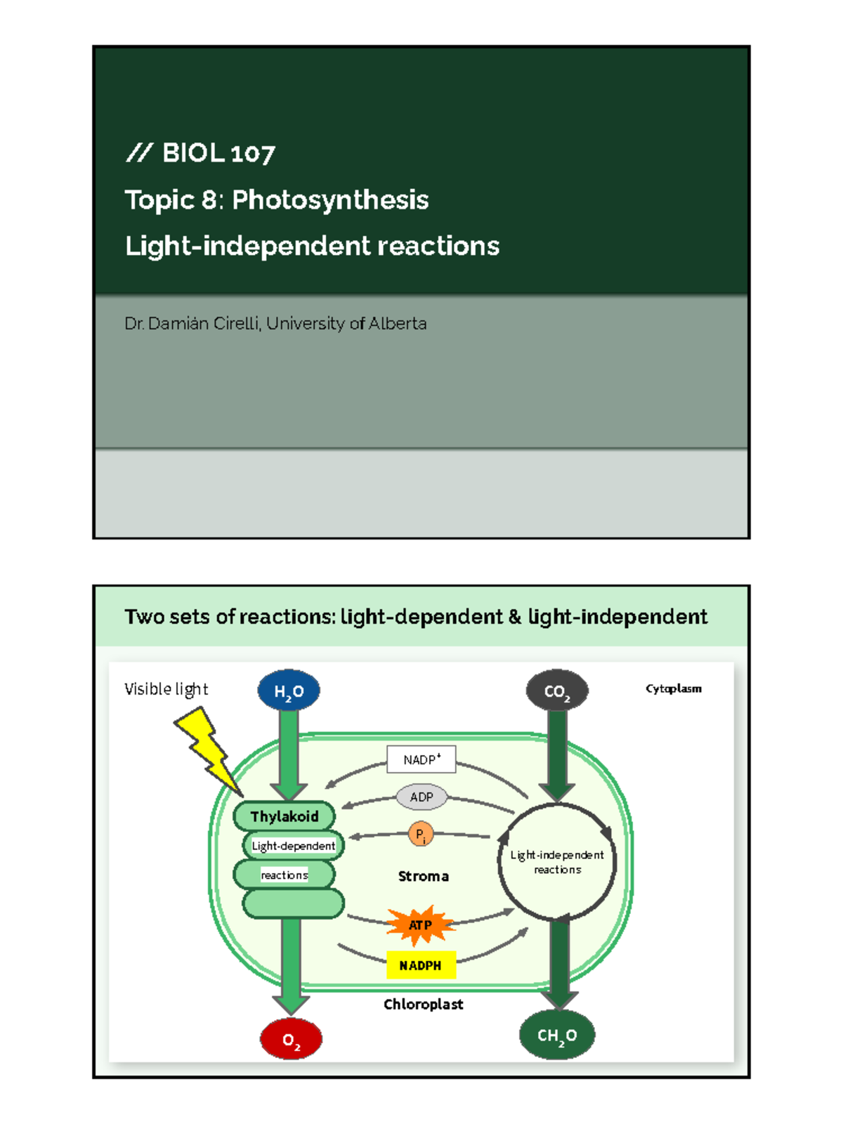 BIOL 107 Topic 8: Photosynthesis Reactions Overview and Mechanisms ...