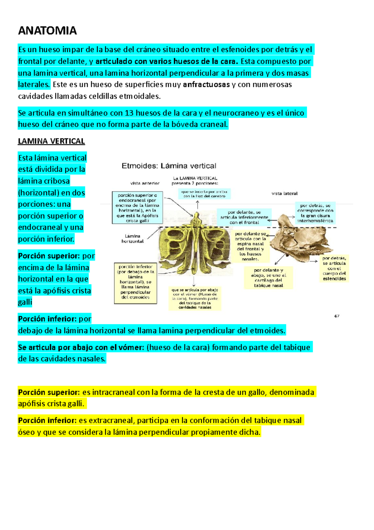 Anatomía De La Lámina Cribiforme Borrador Etmoides 1 ANATOMIA Es