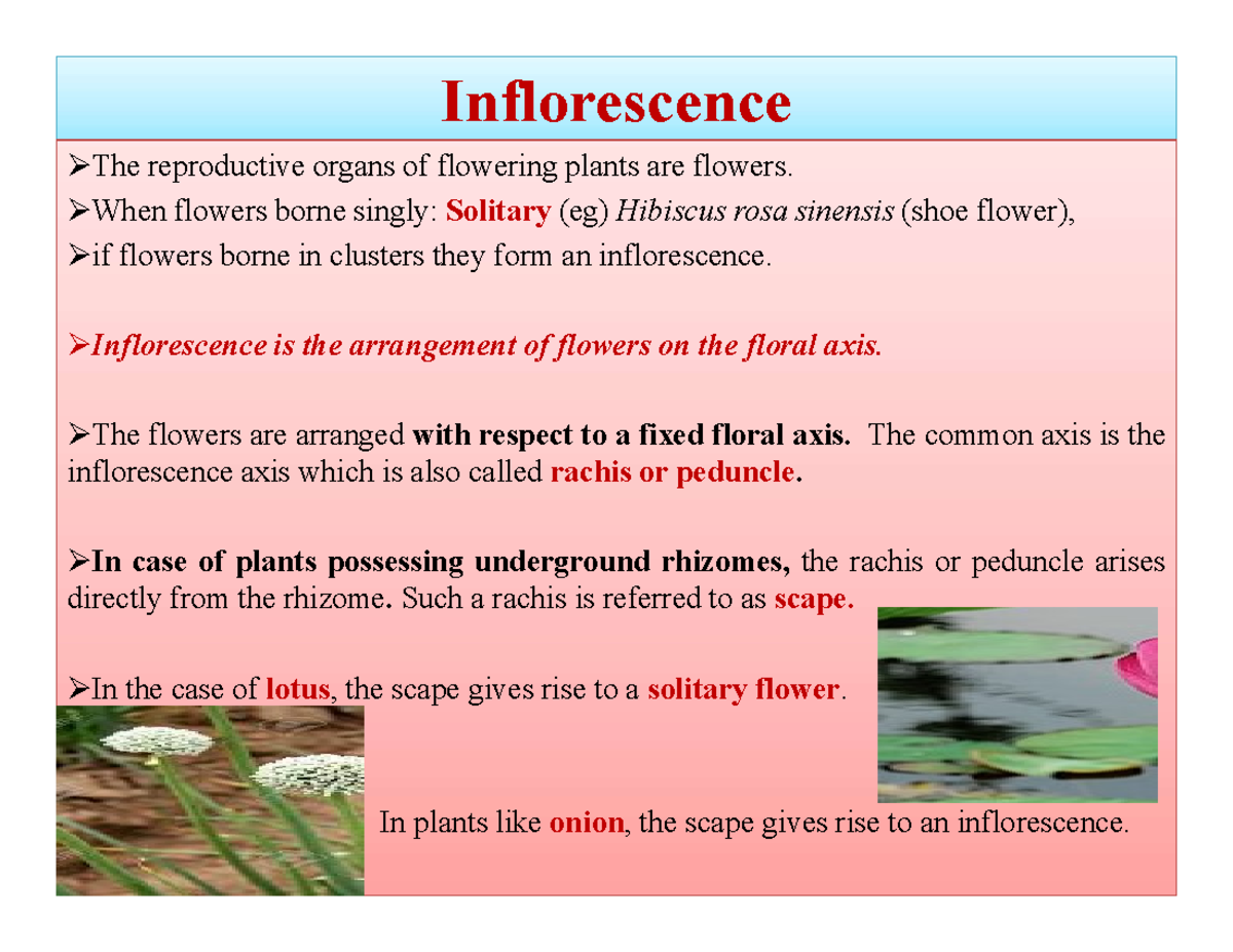 Inflorescence Types and Structures - OUAT Study Notes - Studocu