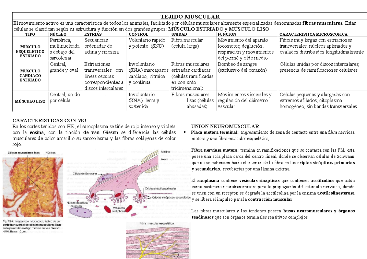 Tejido Muscular: Músculo Estriado Esquelético y sus Características ...