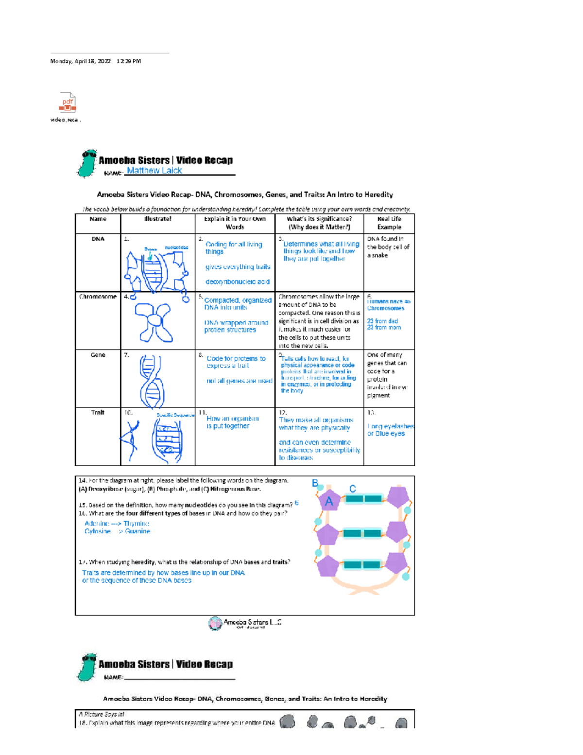 Amoeba Sisters I Video Recap: DNA, Chromosomes, Genes & Traits Notes ...