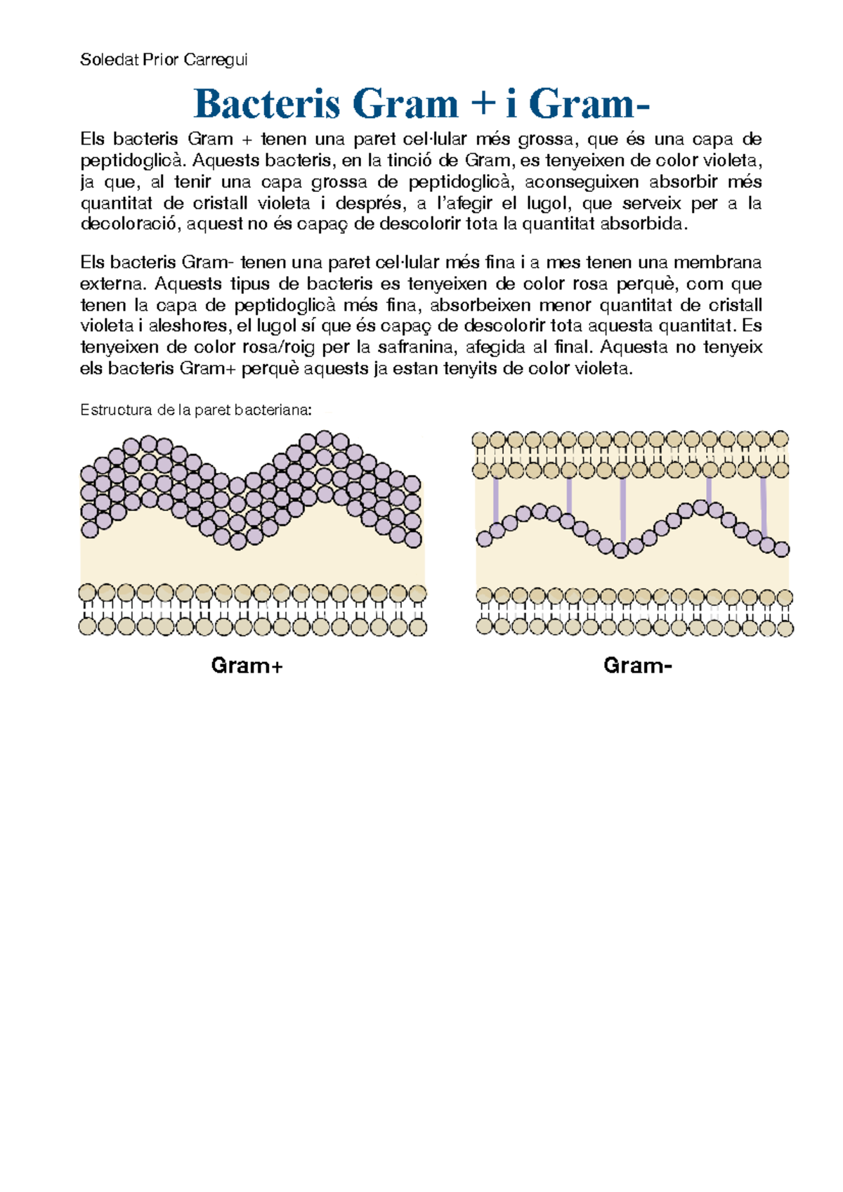 Bacteris Gram+ i Gram-: Estructura i Tinció de Gram - Studocu