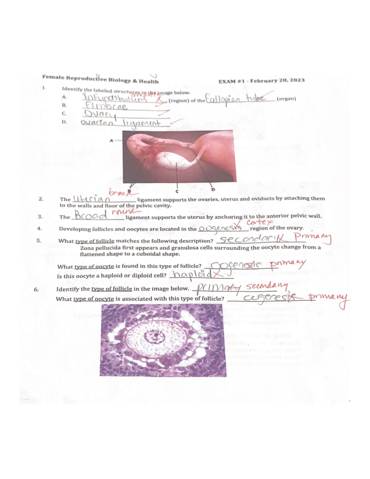 Practice Exam on Female Reproductive Biology (ESAIB MA) - Studocu
