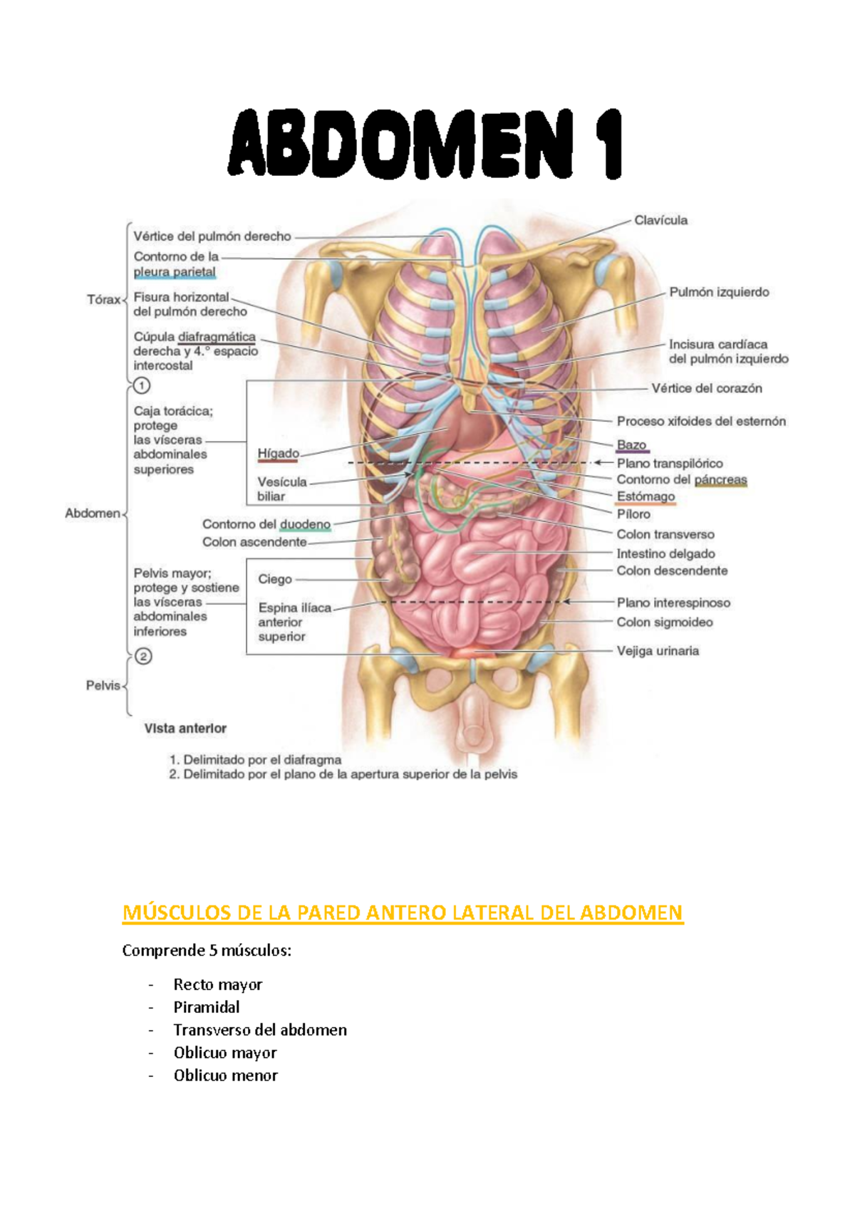 Anatomía del Abdomen: Músculos, Órganos y Sistema Digestivo - Studocu