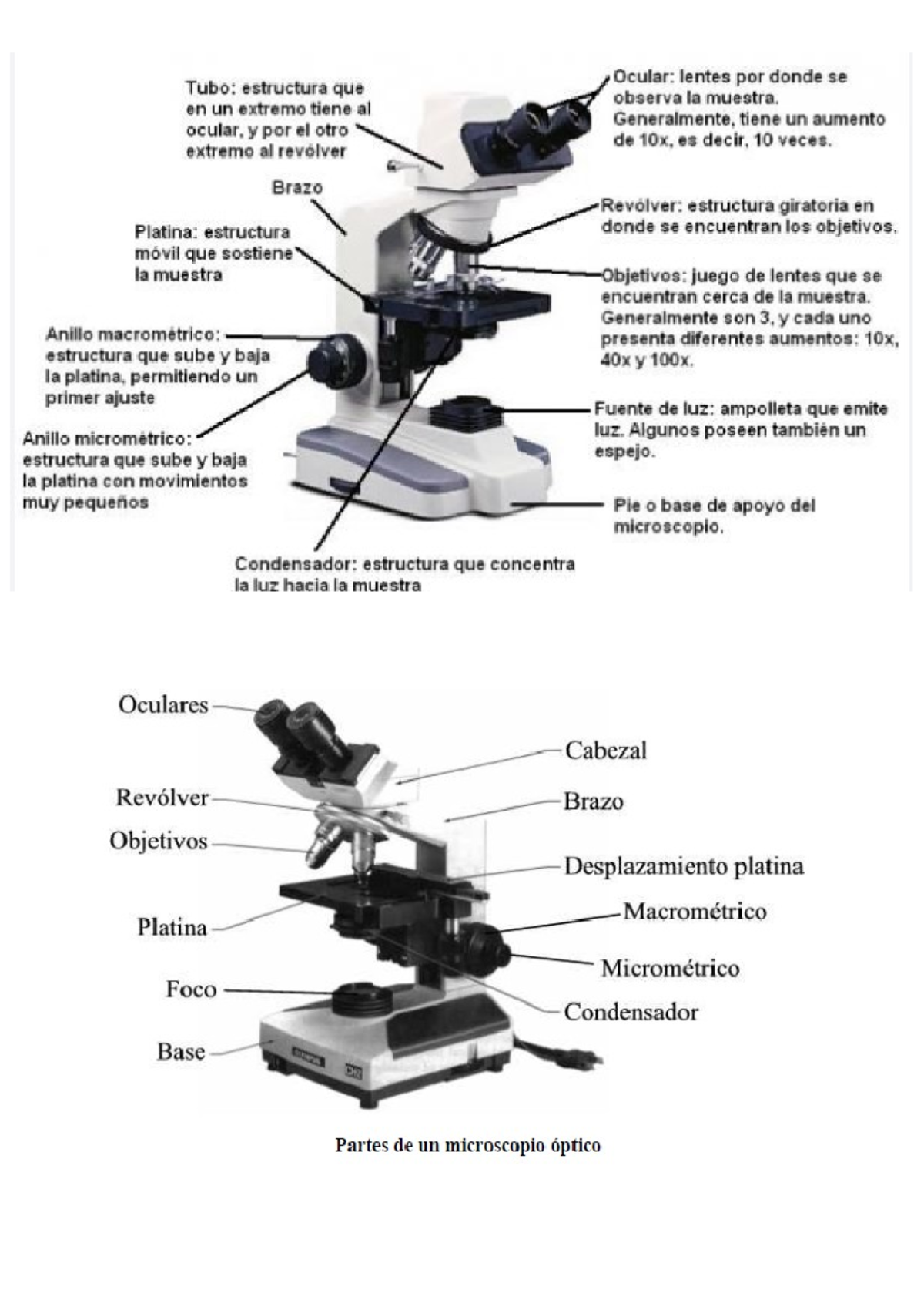 Estudio de Biología: Partes del Microscopio Óptico - Studocu