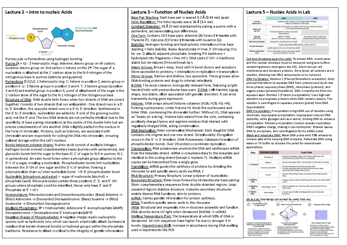 Lecture 2-22 Cheat Sheet: Nucleic Acids, Gene Regulation, and ...