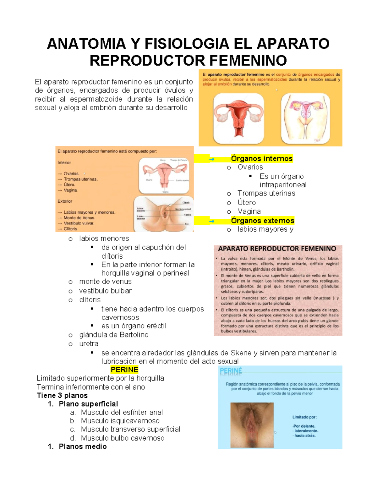 Anatomia Y Fisiologia Del Aparato Reproductor Femenino Anatomía Y