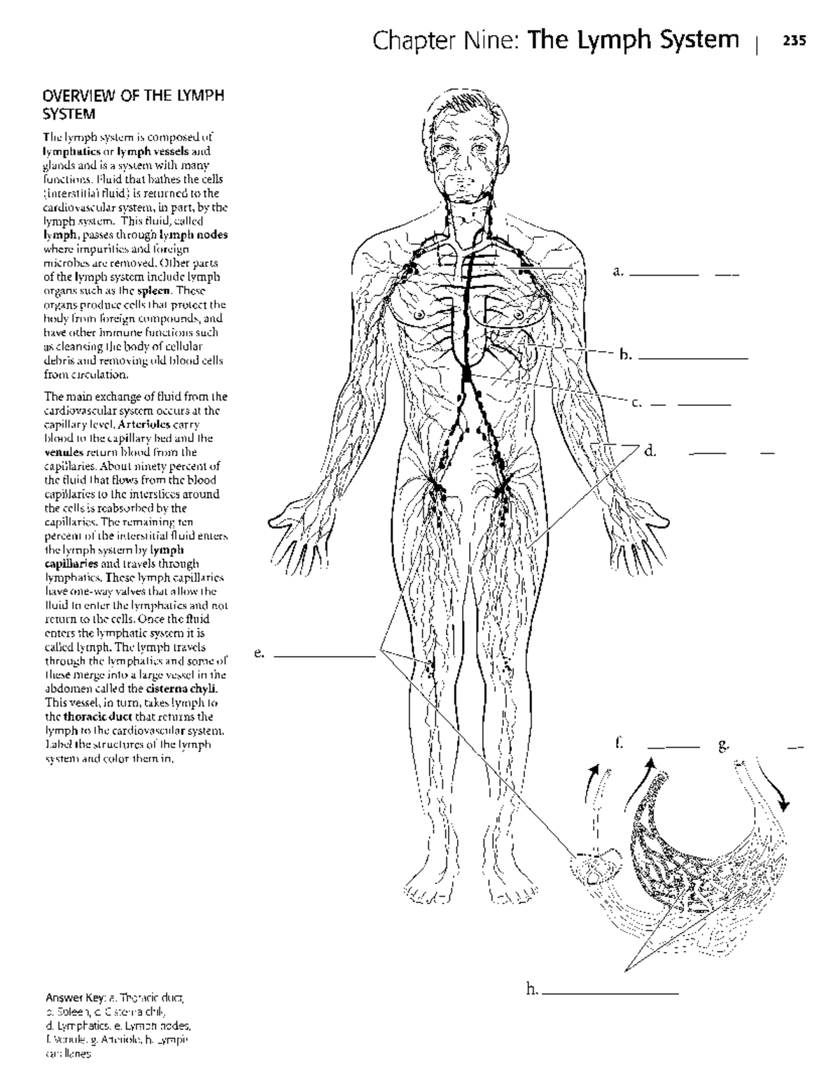 Kaplan Laboratory Manual: Chapter Nine - The Lymphatic System - Studocu