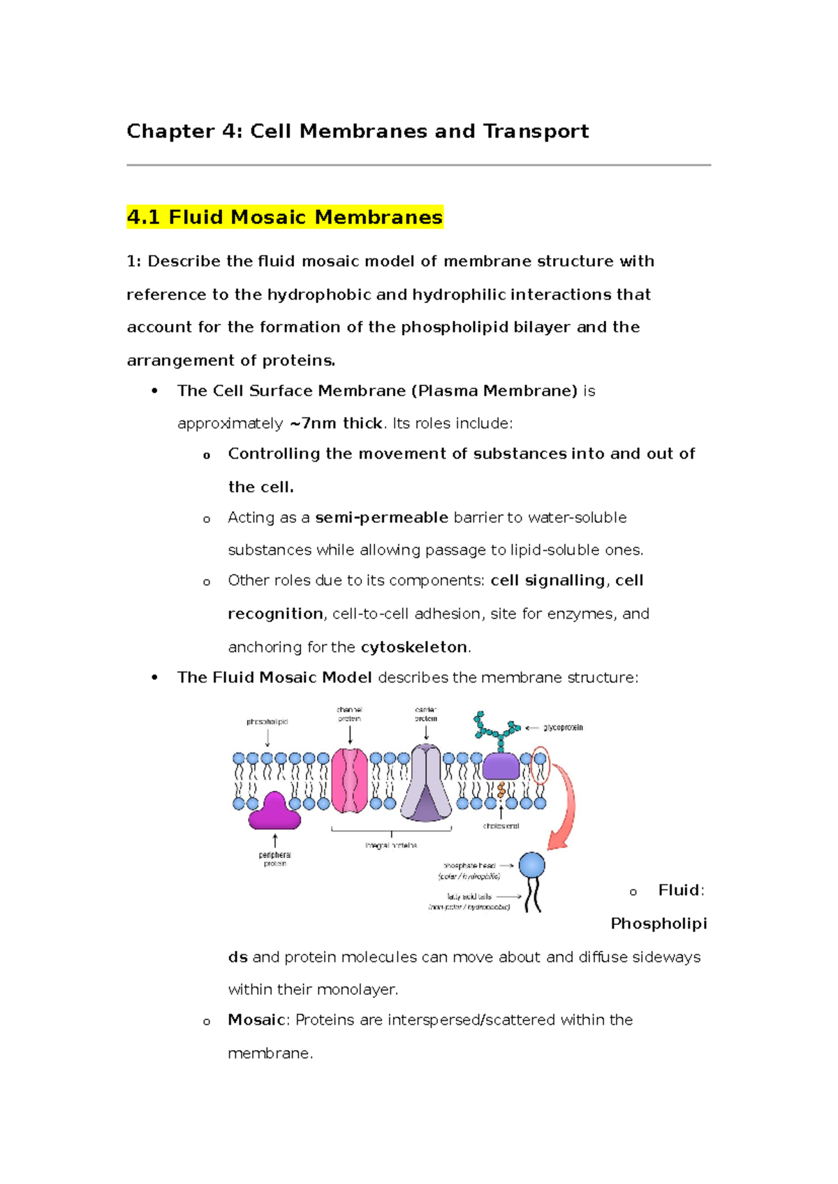 AS Biology Ch4: Cell Membranes & Transport Mechanisms - Studocu