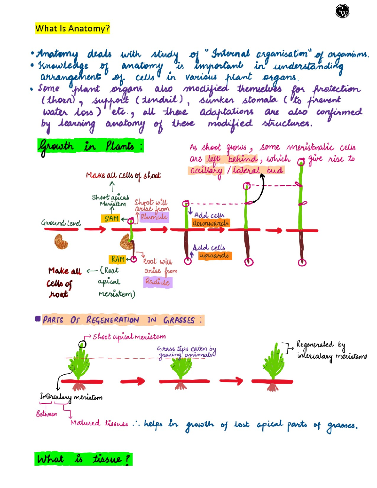 PW Anatomy of Flowering Plants: Key Concepts and Structures - Studocu