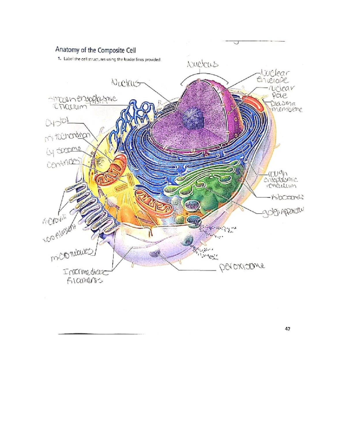 Lab 3 - Anatomy of the Composite Cell: Structures & Functions - Studocu