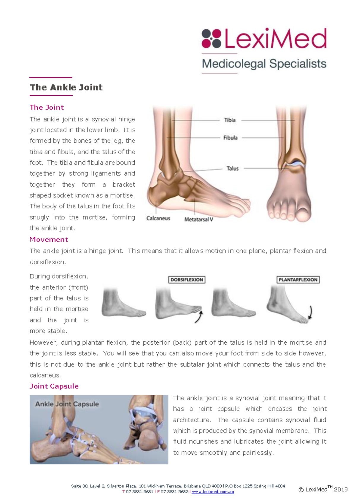 Anatomy of the Ankle Joint: Key Details and Functions - Studocu