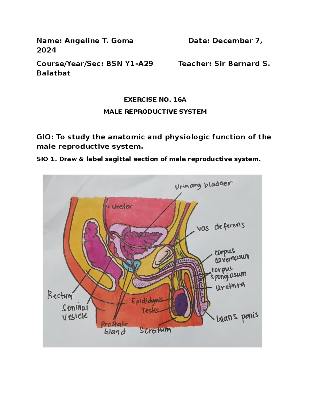 Week 17 Reproductive System- Angeline Goma - Name: Angeline T. Goma ...