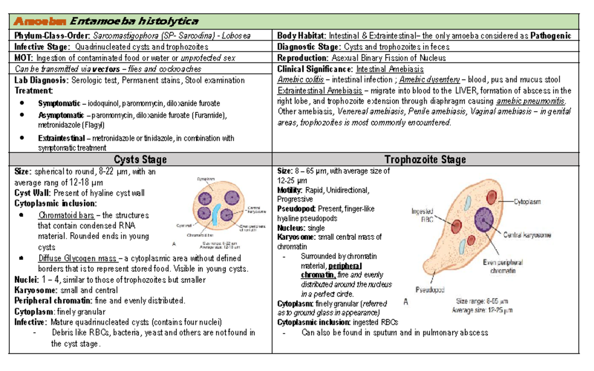 Amoeba Characteristics & Clinical Importance: A Detailed Overview (BIO ...