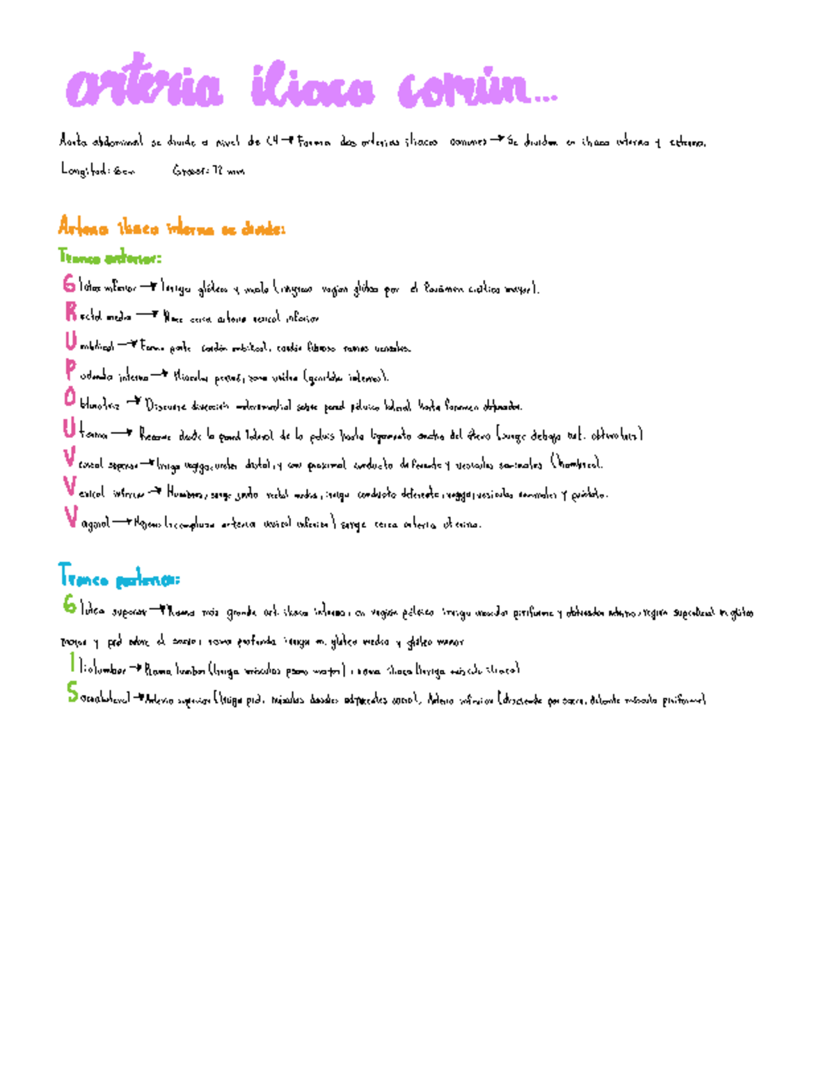 Apuntes Anato 4 - Ramas de la Arteria Iliaca Interna y su Irrigación ...