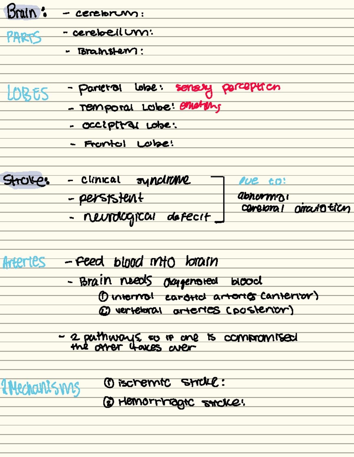 Rehab for Stroke: Understanding Cerebral Circulation & Neurological ...