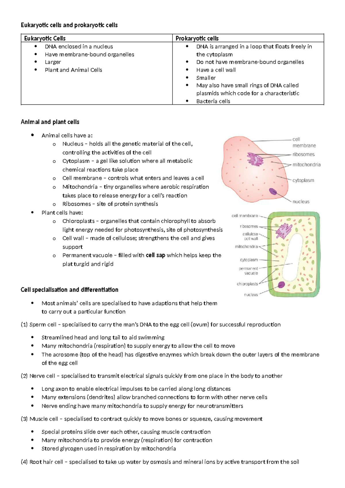 B1 Cell Biology: Eukaryotic vs Prokaryotic Cells Overview - Studocu