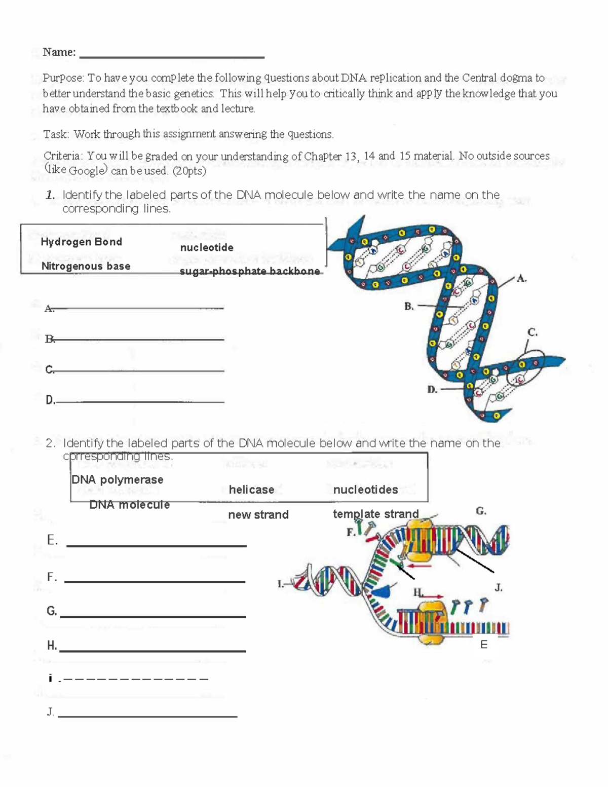 Genetics Review ALA: DNA Replication & Central Dogma Assignment - Studocu