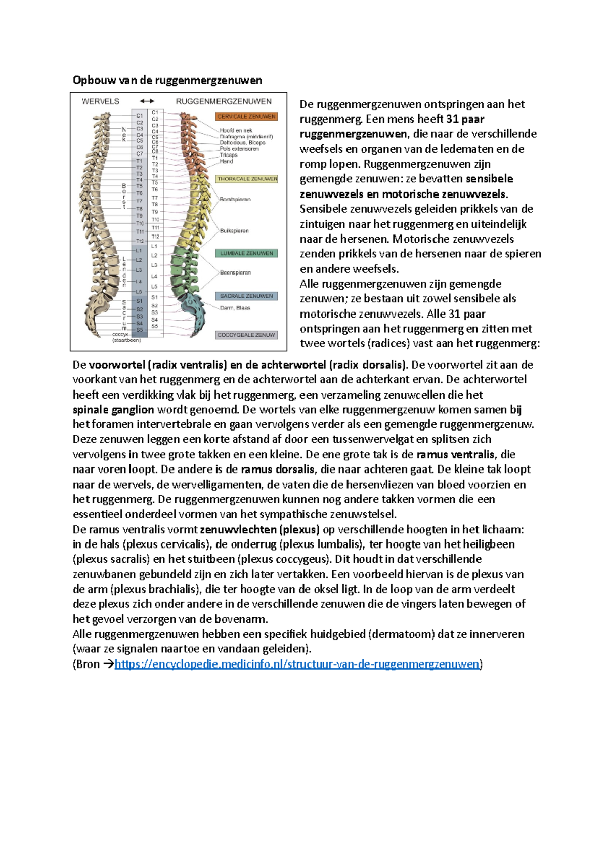 Anatomie van de Wervelkolom en Ruggenmergzenuwen (Fysio 101) - Studeersnel