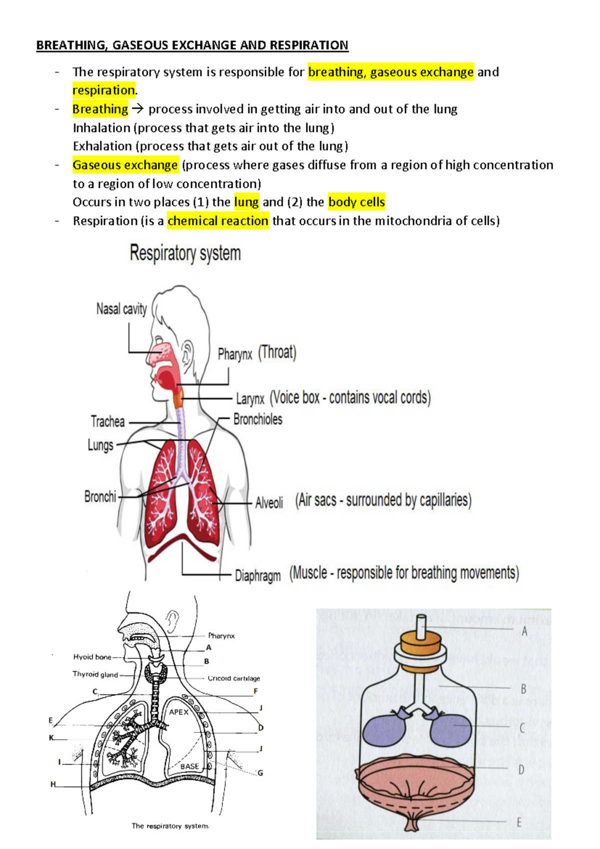 Gas Exchange Process: Breathing & Cellular Respiration Summary - Studocu